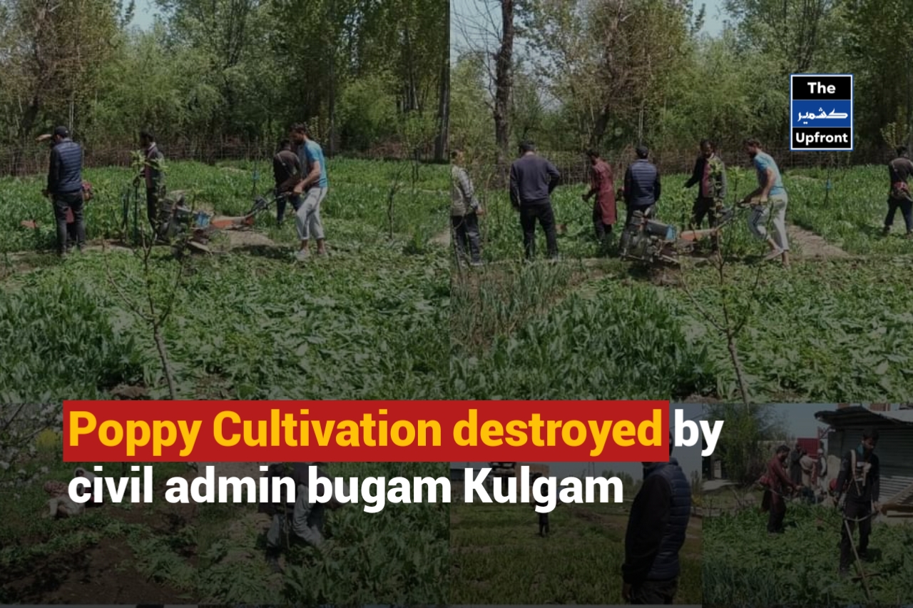 Poppy Cultivation destroyed by Civil Admin Bugam Kulgam - The Kashmir ...